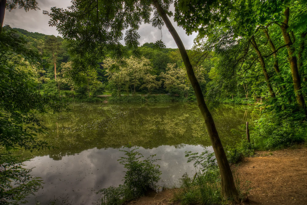 Green everywhere - HDRshooter