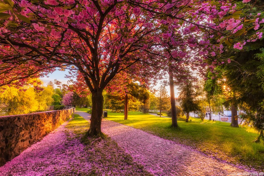 Colorful spring morning - HDRshooter